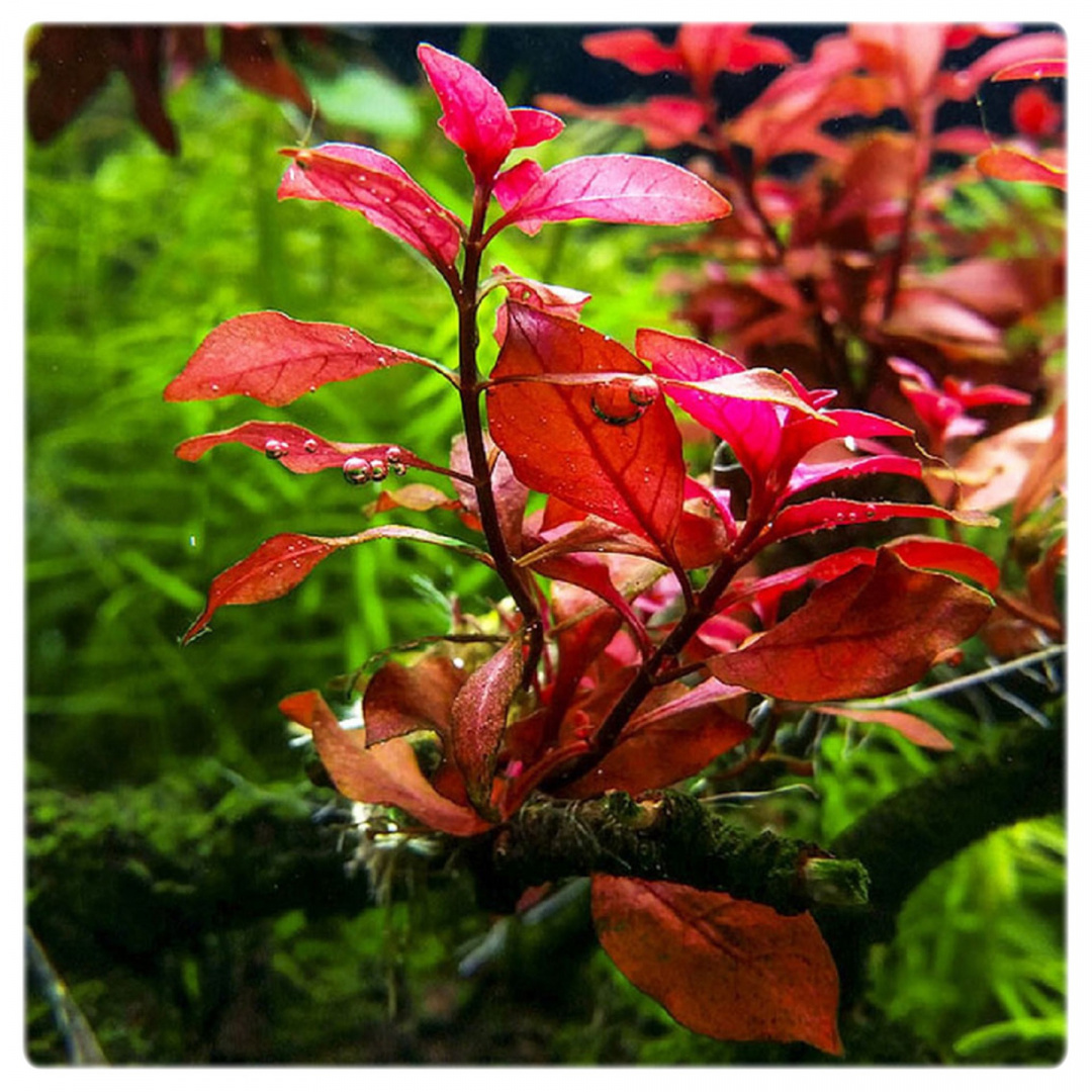 119. Ludwigia Mini sp. Super Red in vitro 10szt Sklep Akwarystyczny.EU